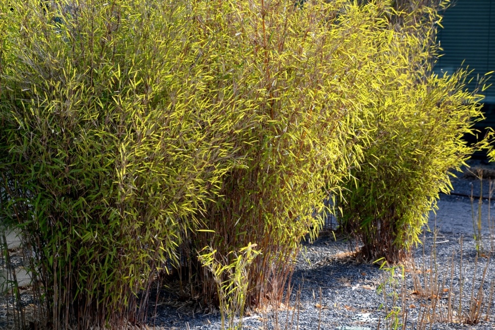 How to control and cut bamboo - Ripley Nurseries - Garden Centre - Farm ...