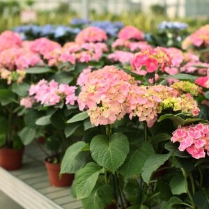 How to Grow and Care for Hydrangeas - Ripley Nurseries - Garden Centre ...