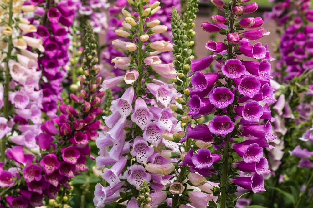 How to grow foxgloves - Ripley Nurseries - Garden Centre - Farm Shop ...