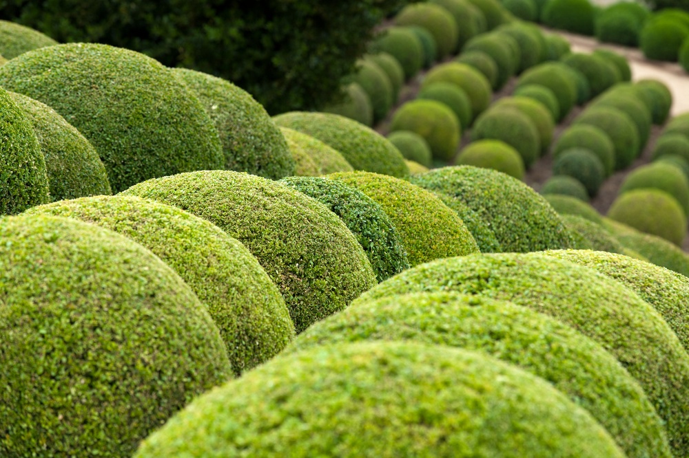 How to grow topiary - Ripley Nurseries - Garden Centre - Farm Shop ...