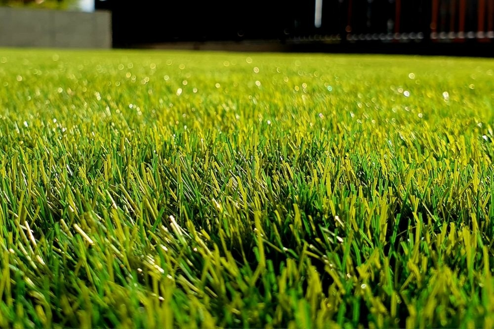 Keep your lawn looking healthy even when it’s dry - Ripley Nurseries ...