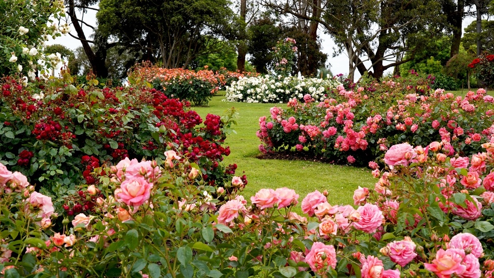 Roses for every garden - Ripley Nurseries - Garden Centre - Farm Shop ...