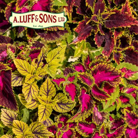Coleus Kong Rose - Ripley Nurseries - Garden Centre - Farm Shop ...