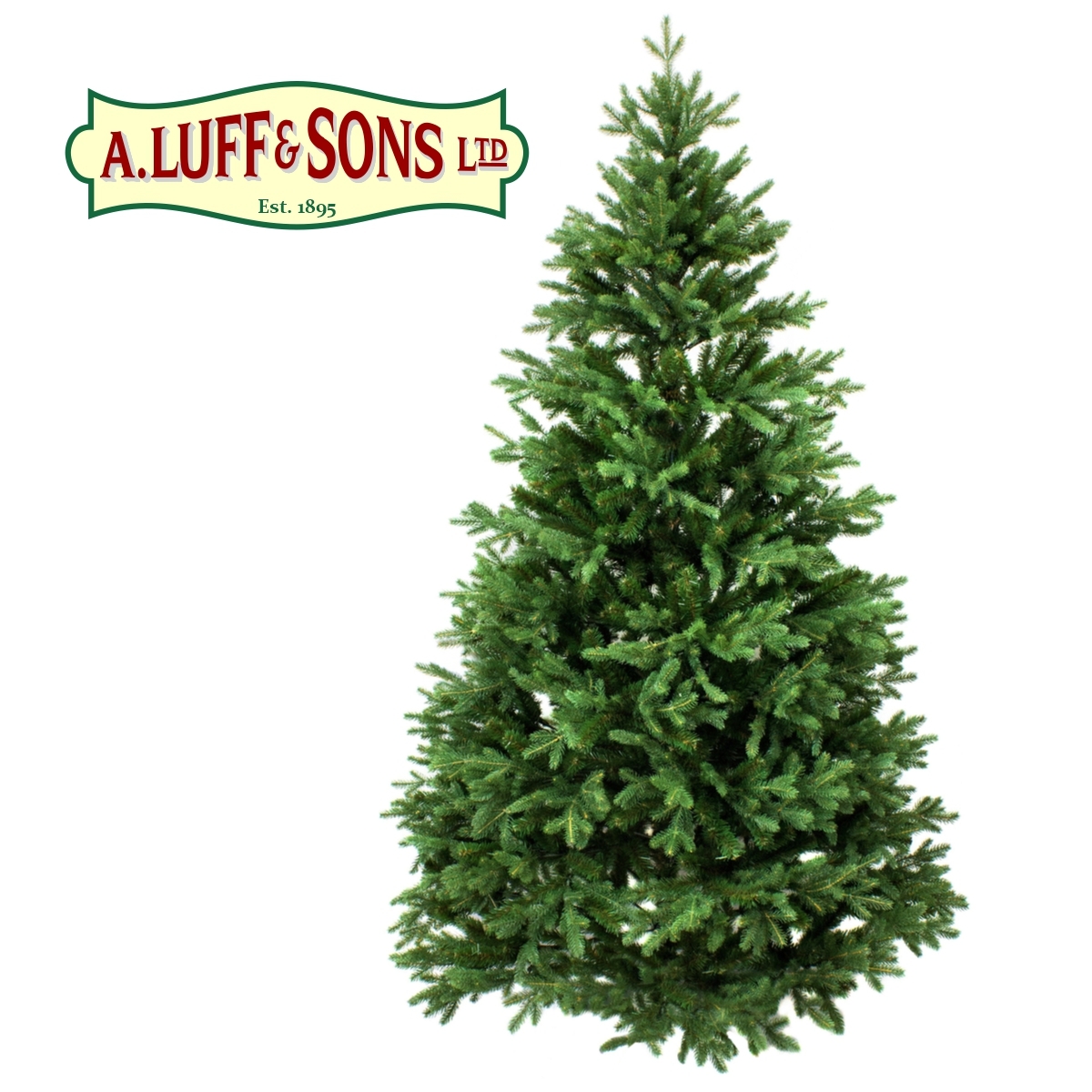 Nordman Fir 175/200cm - Ripley Nurseries - Garden Centre - Farm Shop ...